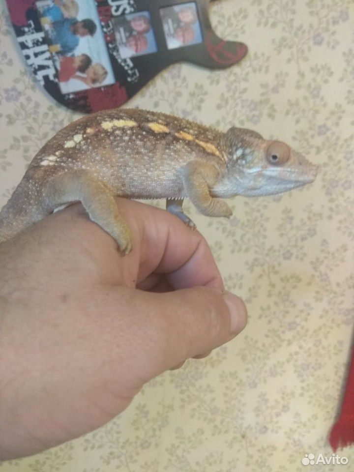 Хамелеон пантеровый