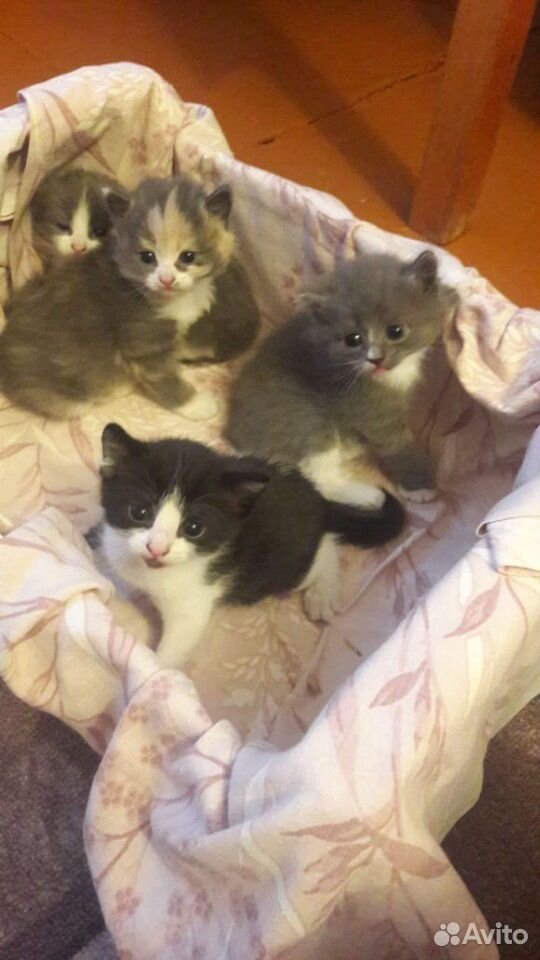 Продам котят