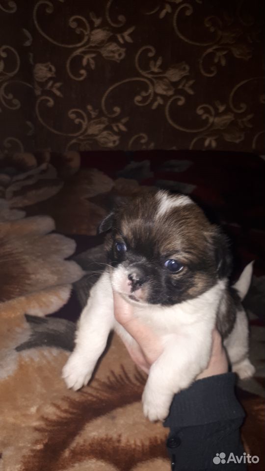 Щенки помесь.Пекинеса и чихуахуа, в добрые руки)