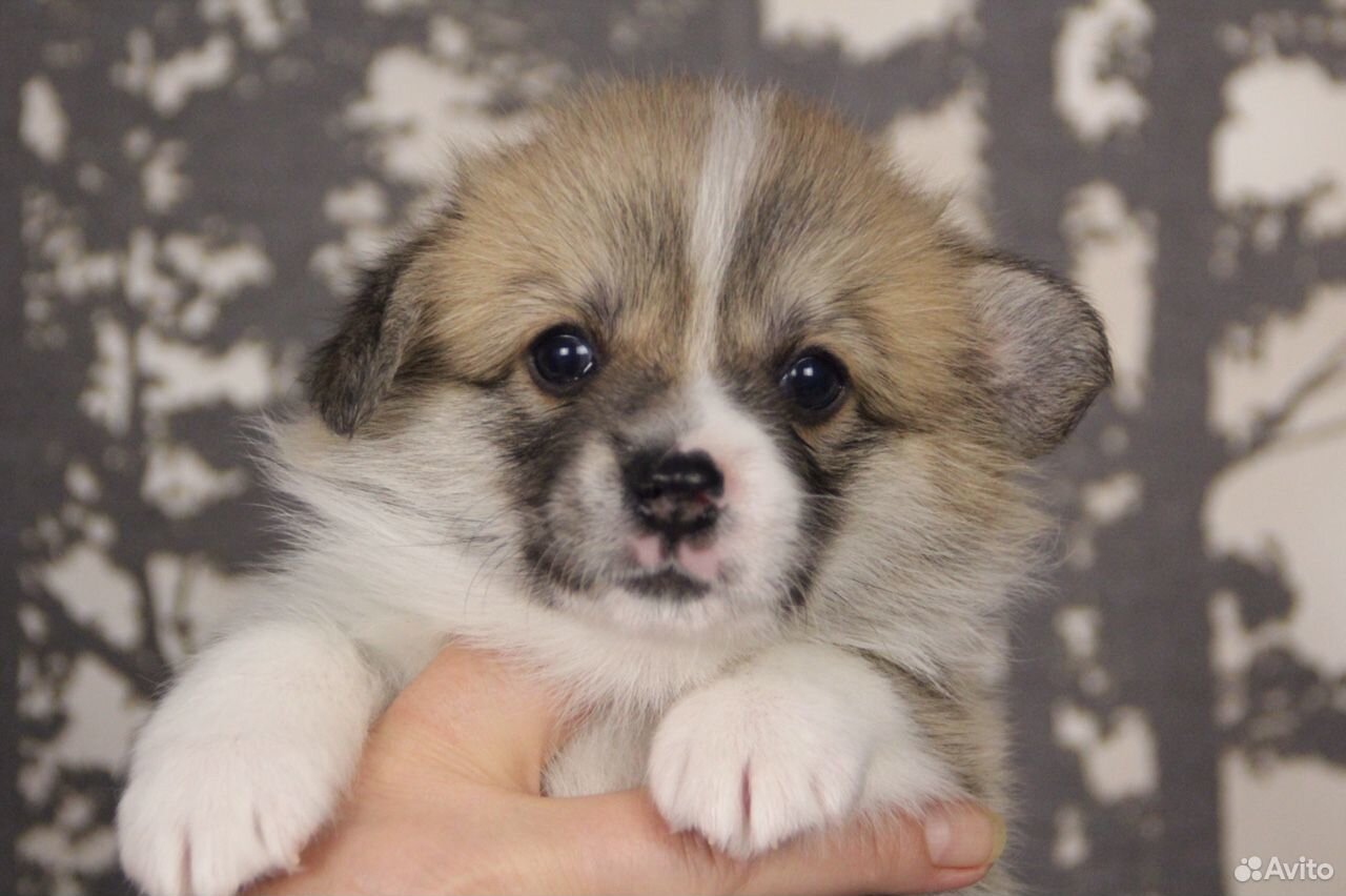 Вельштерьер корги пемброк