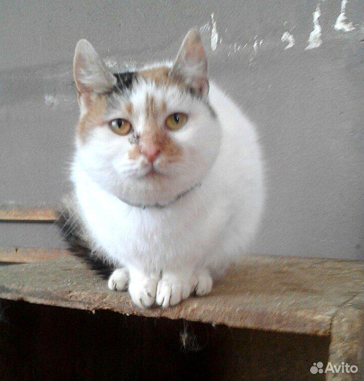 Кошечка Мальвина