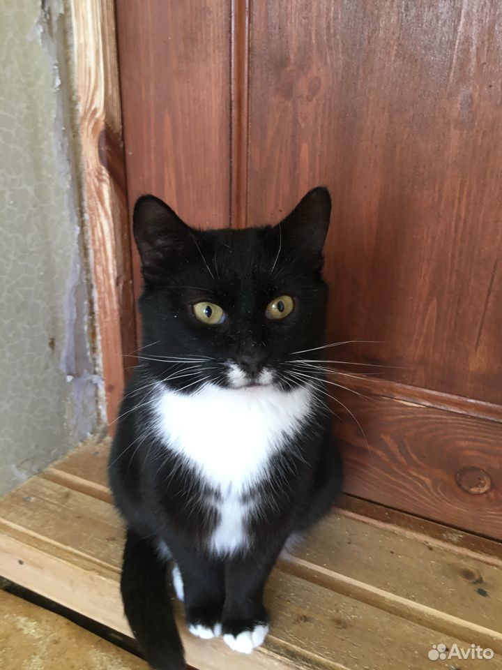 Котик Пиксель в добрые руки