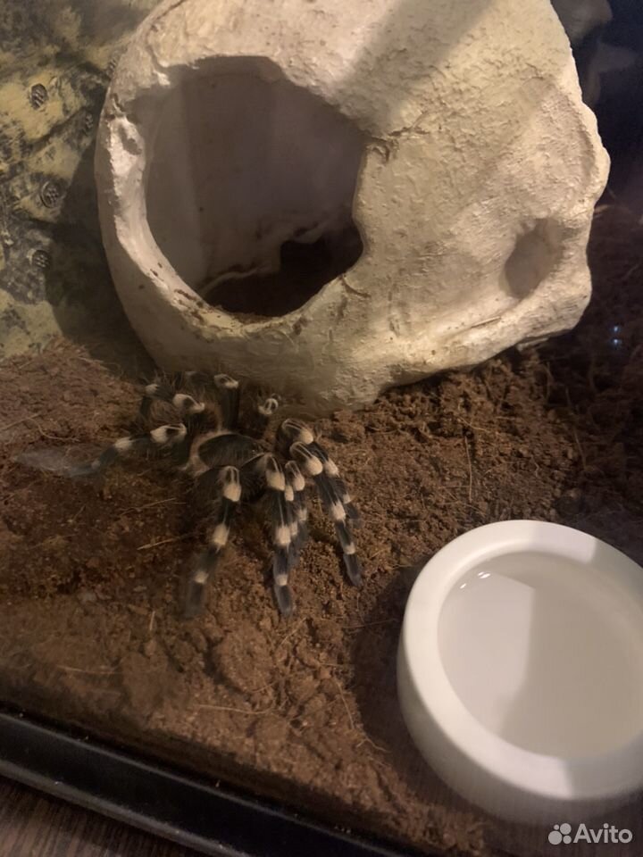 Паук-птицеед