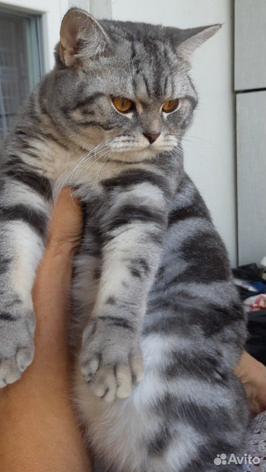 Отдам кота в добрые руки
