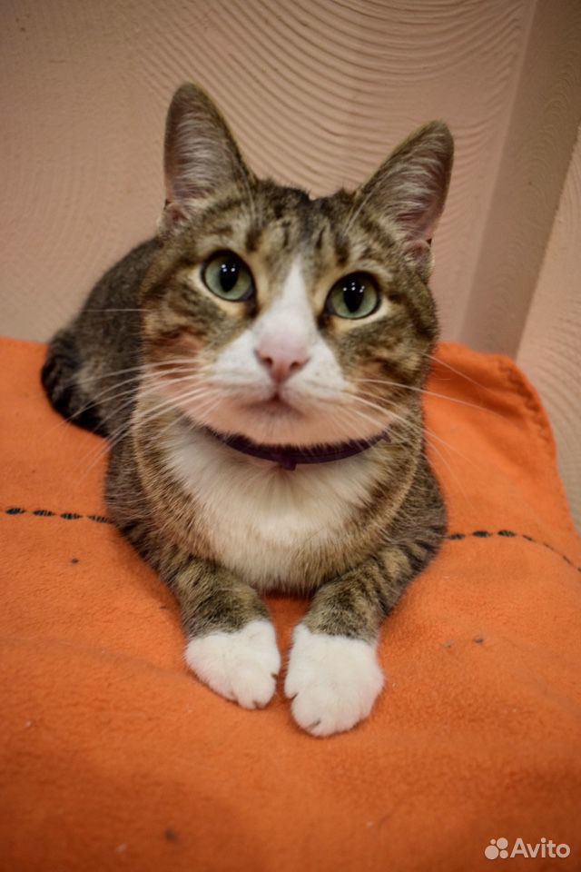 Кошечка Агата 2,5 года ищет дом