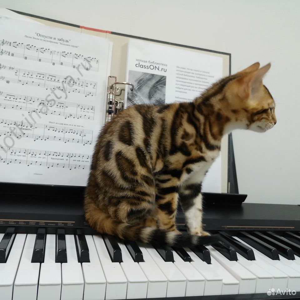 Бенгальская девочка Camilla