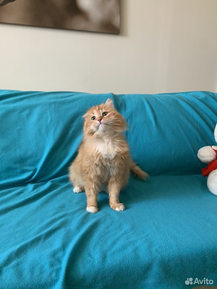 Кошка