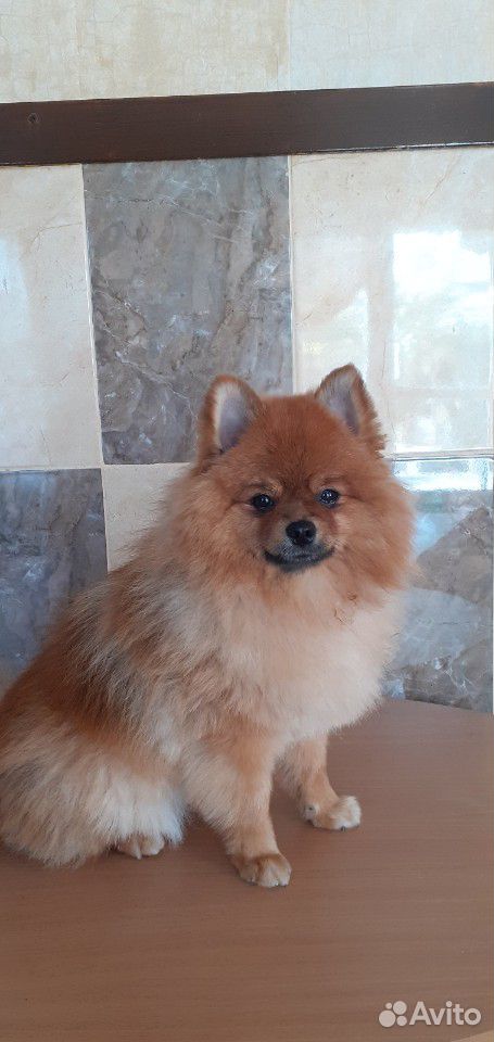 Шпиц для вязки