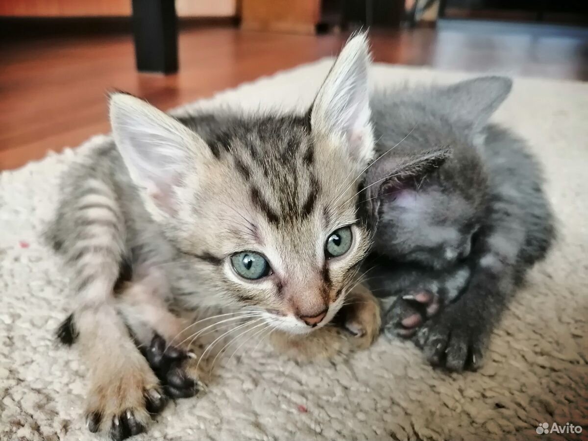 Котенок