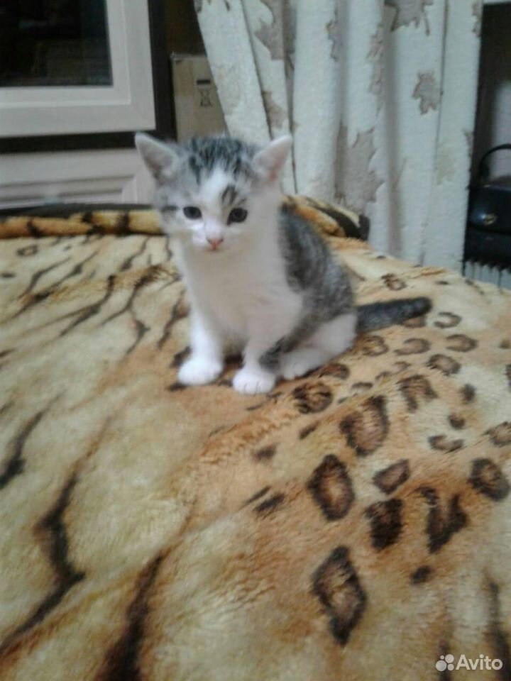 Котенок, бонус Корм