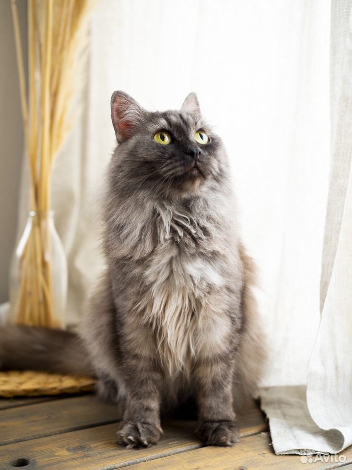 Кошка Пена