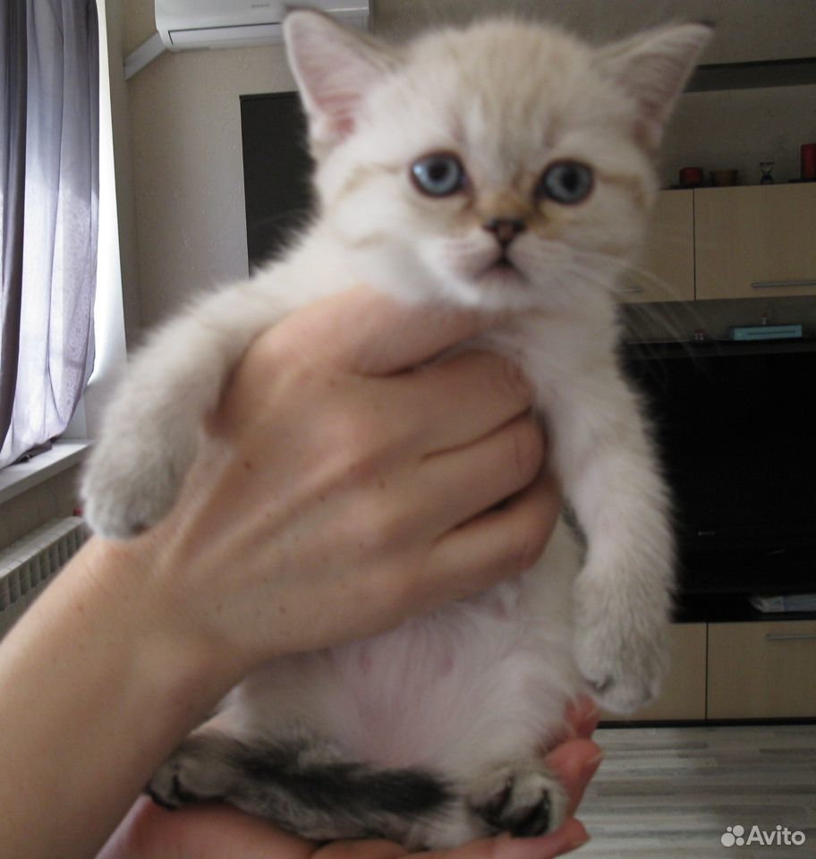 Котёнок. Британская Короткошерстная. Окрас а2133