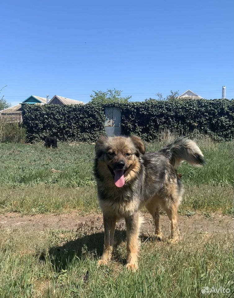 Супер пес ищет дом