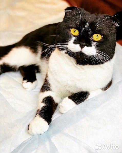 Вязка шотландский скоттиш-фолд