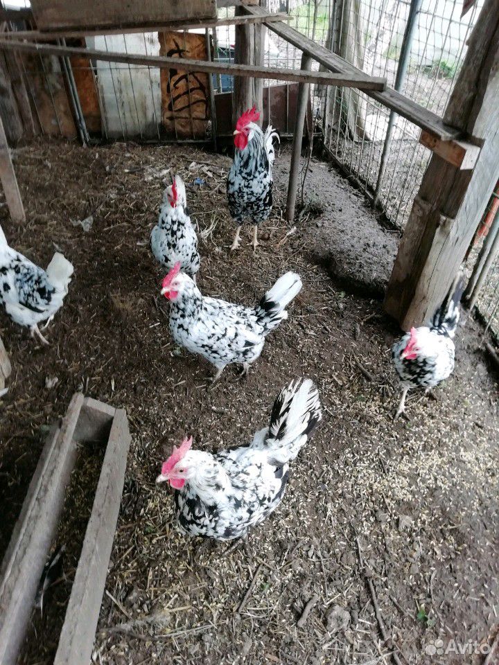 Цыплята леггорн-долматинцы