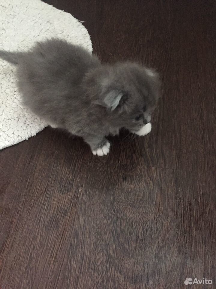 Котята шотландцы + сибиряк