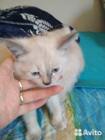 Кошка -тайка