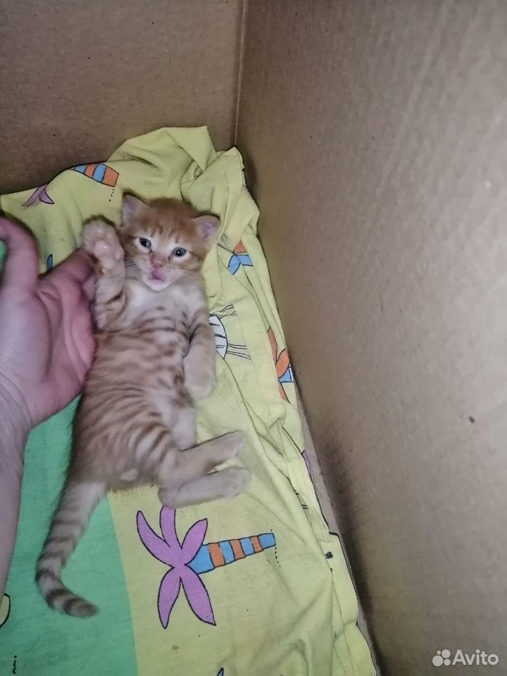 Отдадим в хорошие руки