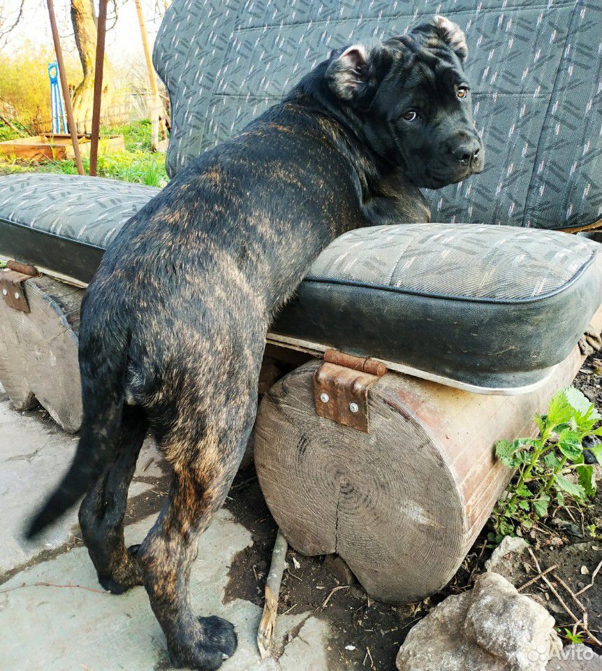 Щенки Кане Корсо