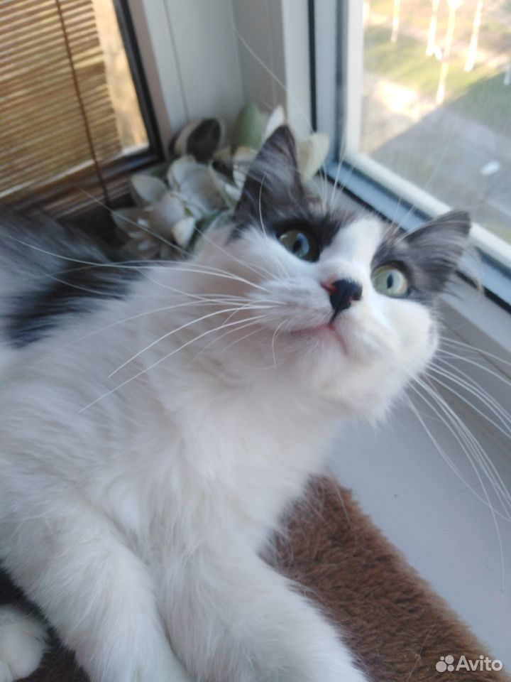 Кошечка Симона в добрые руки