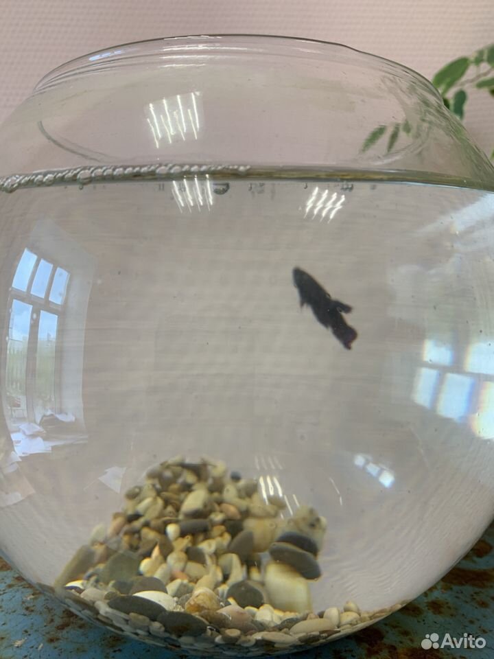 Рыбка с аквариумом