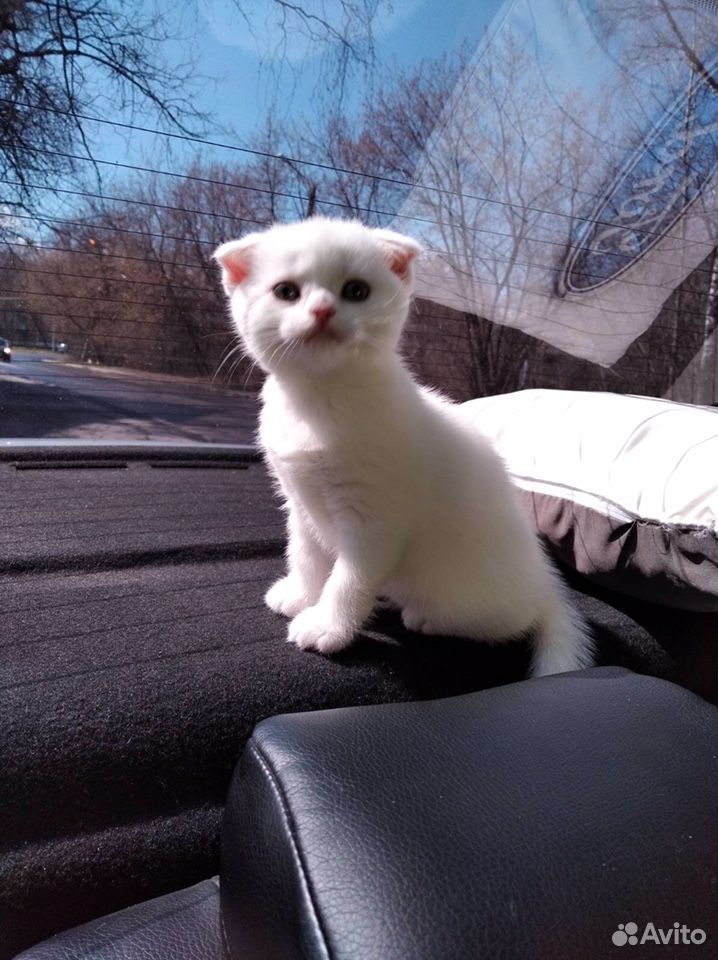 Котёнок (кошка) Британская
