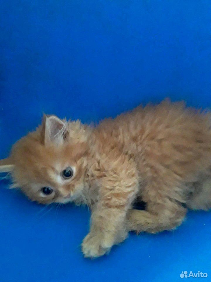 Кошка Хайленд страйт 1.5 мес девочка