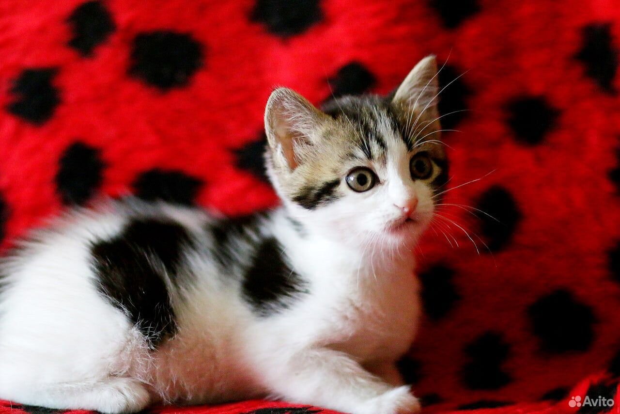 Котенок Симферополь