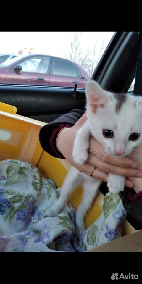 Кошка Стеша