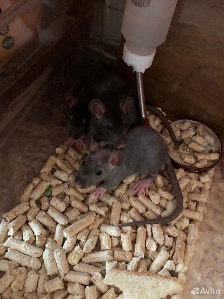 Крыса дабл-рекс