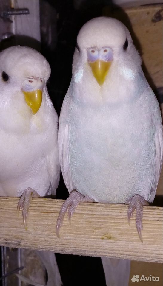 Белый попугайчик, птенчик