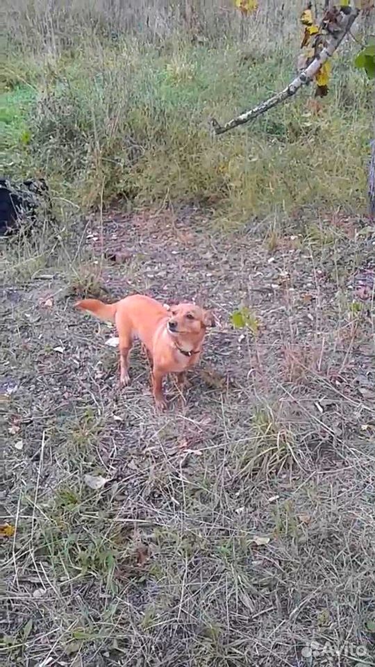 Собачка