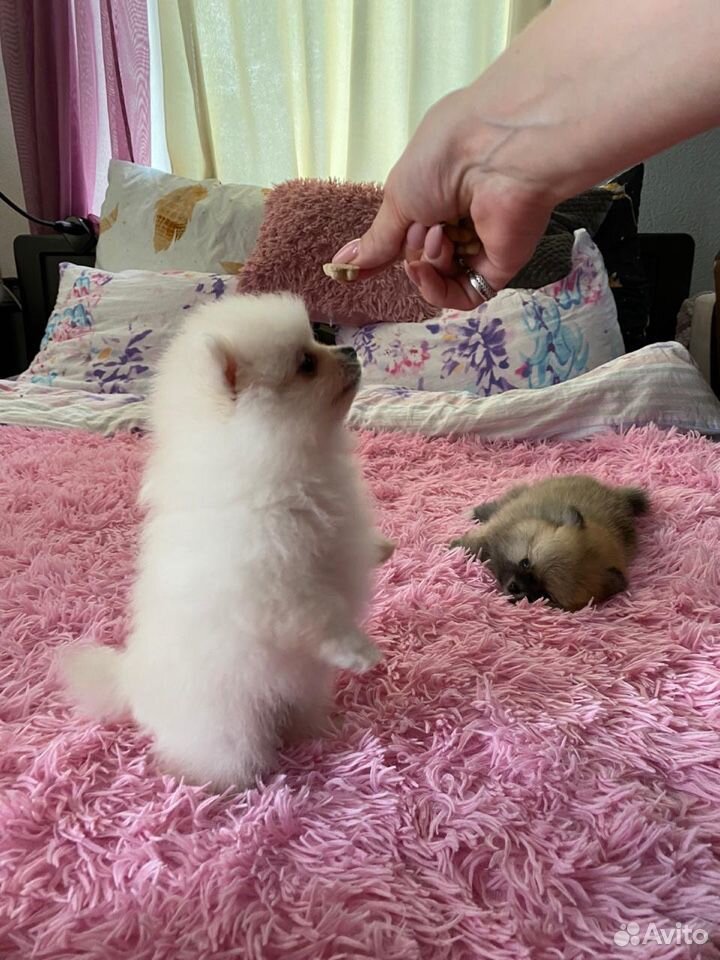 Продаётся девочка шпиц