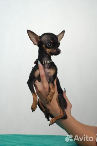 Карманный мальчик