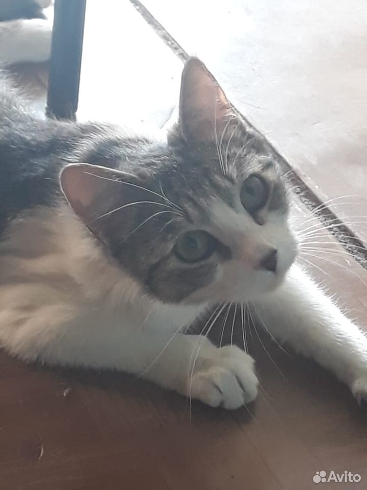 Кошечка, 7-8 мес., зайка