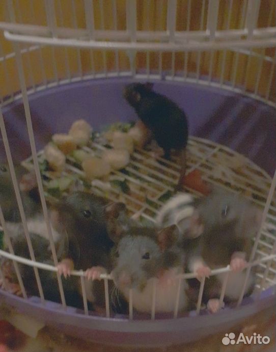 Отдаю в добрые руки ручных крыс