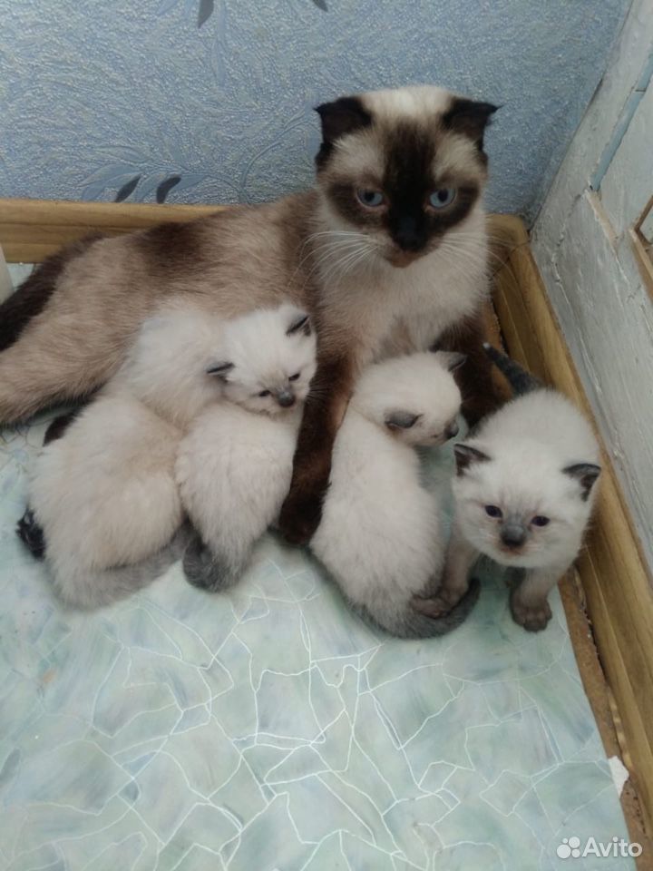 Тайчата