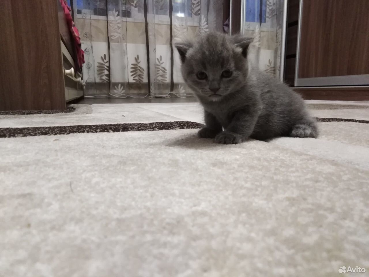 Британские котята