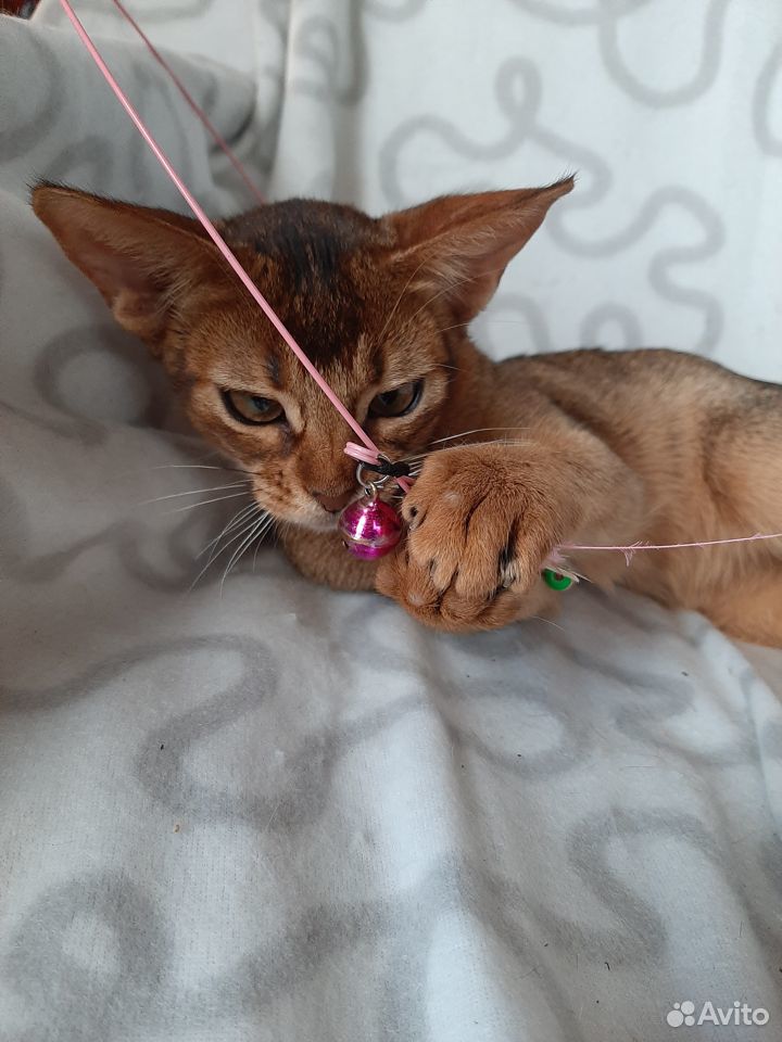 Котята-абисинята