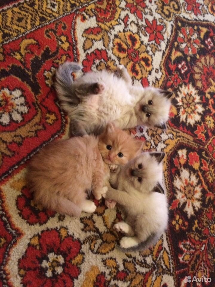 Шотландские котята