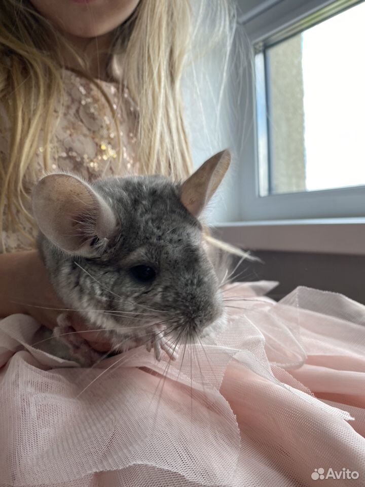 Шиншилла беж