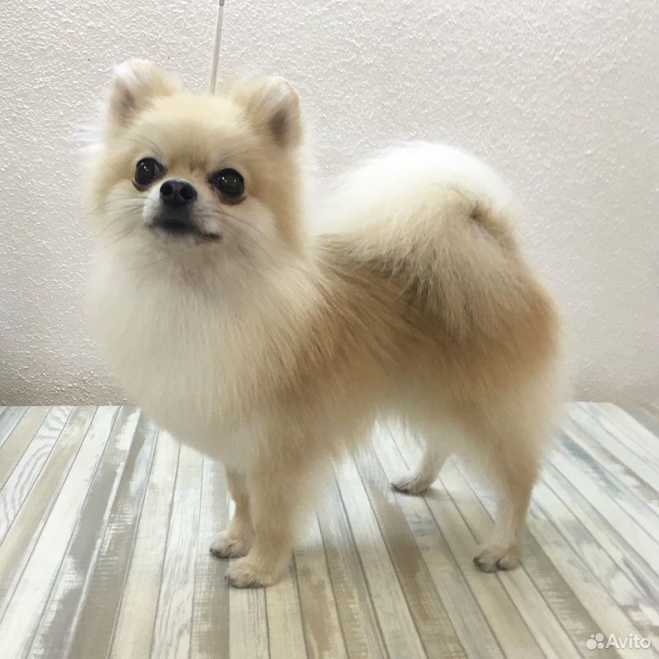 Померанский шпиц щенок