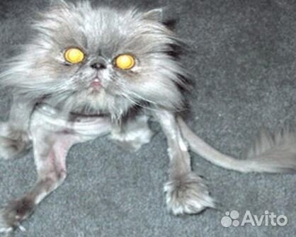 Милый котик