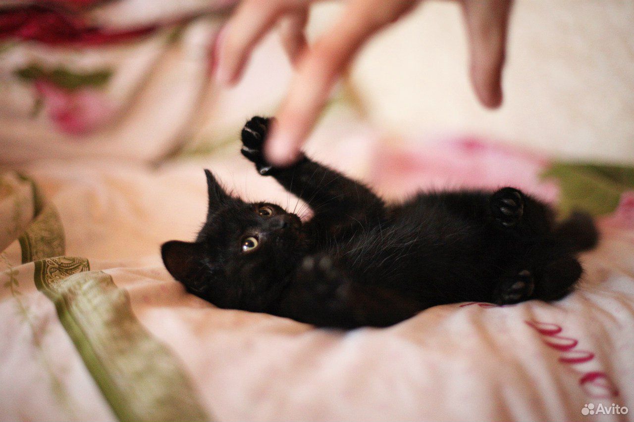 Малыш-черныш в добрые руки