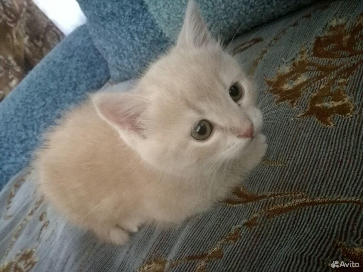 Котенок к добрые руки