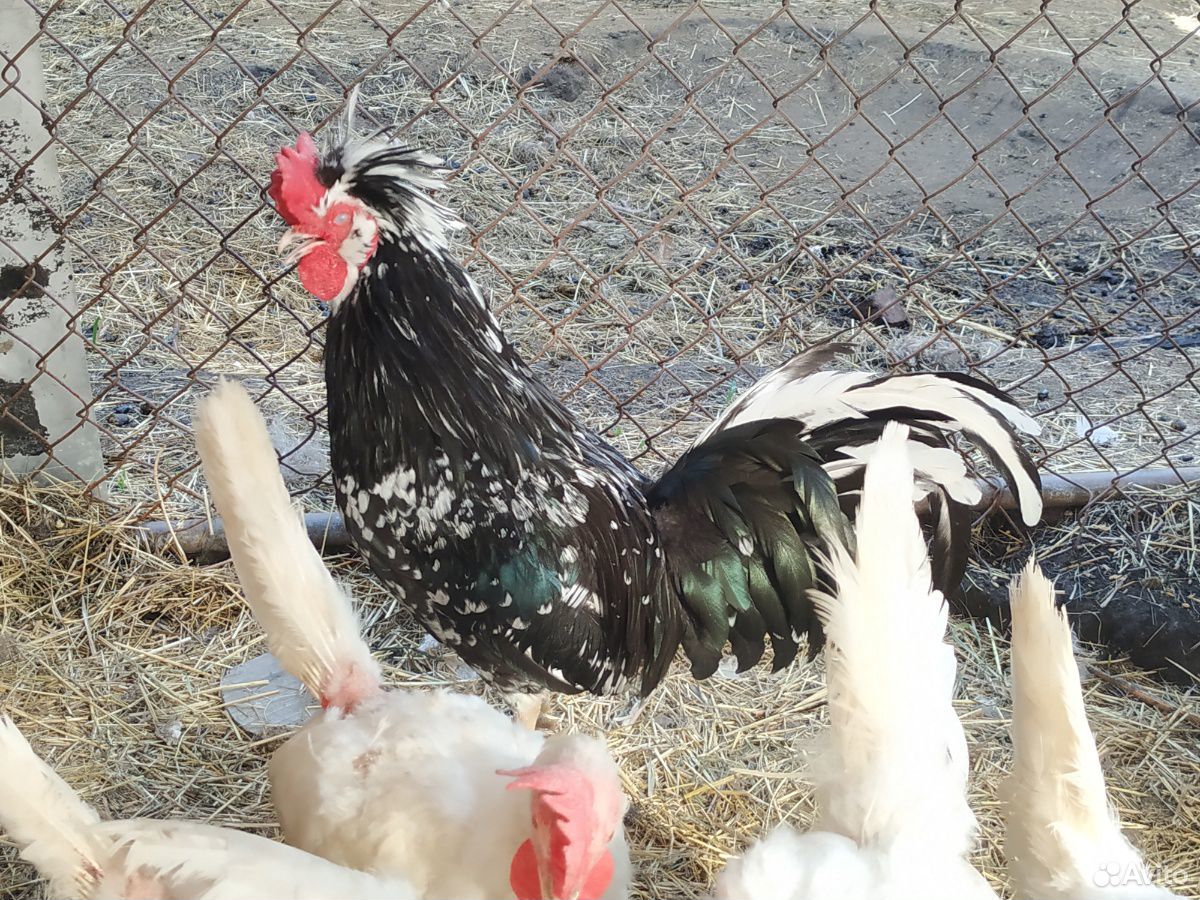 Петух Гудан Королевский Китайский