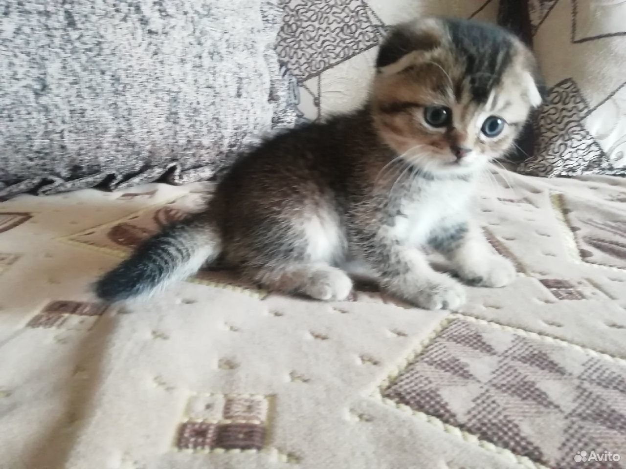 Котята