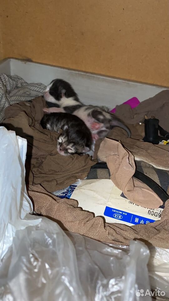 Котята нуждаются в хозяевах