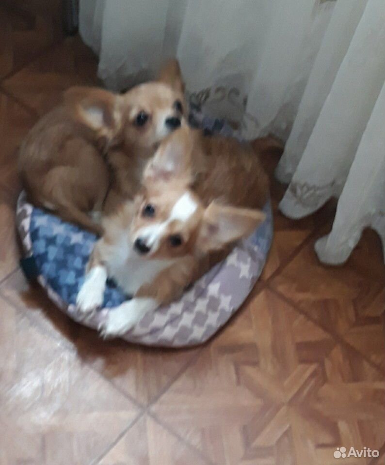 Щеночки чихуахуа