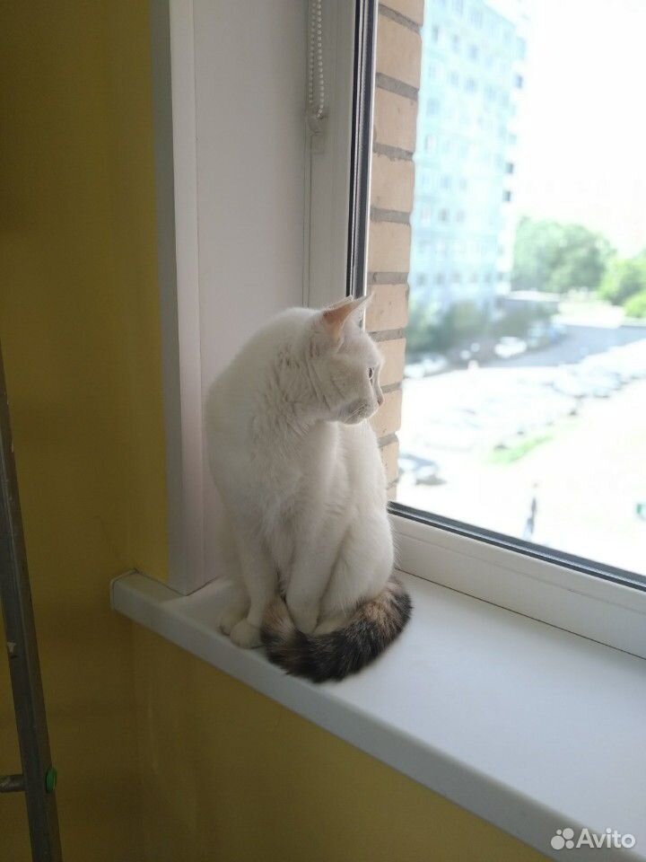 Отдам кошку